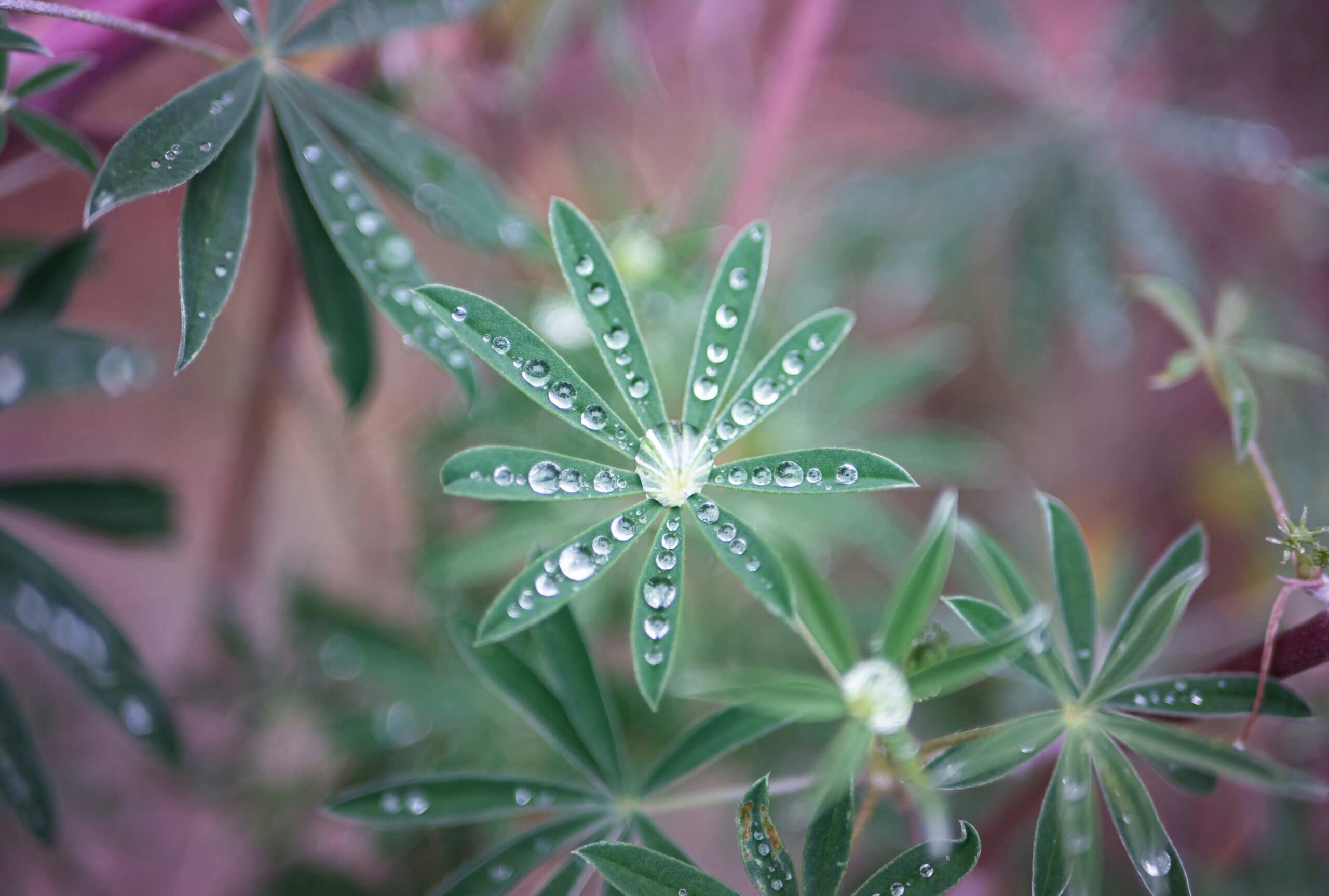 St John S Wort And Depression Dr Leah Hechtman